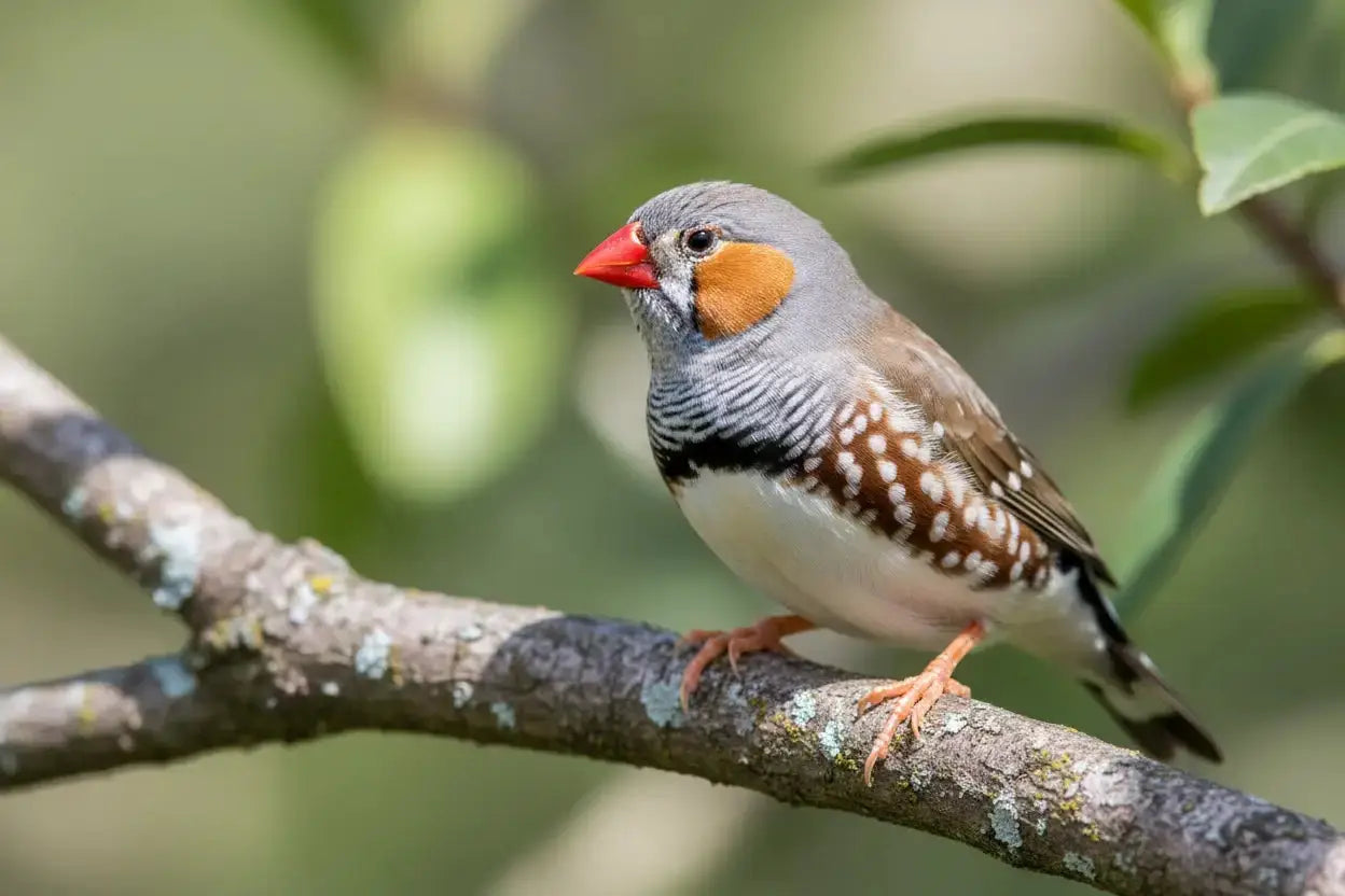 Diamant Mandarin : Guide Complet Débutants & Reproduction Facile – BIRD ...